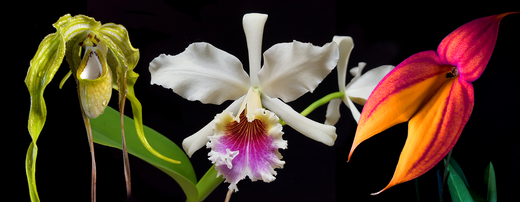 Inkaterra, pionero en la certificación de orquídeas con Blockchain ...